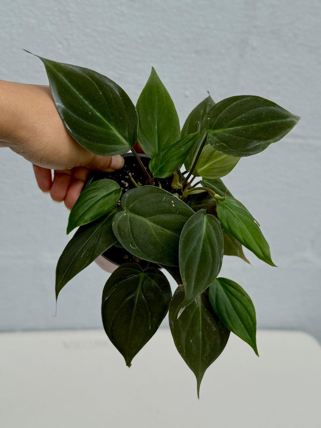 Philodendron Micans Velvet in 3" Grow Pot - Velvet Leaf - Heartleaf ...