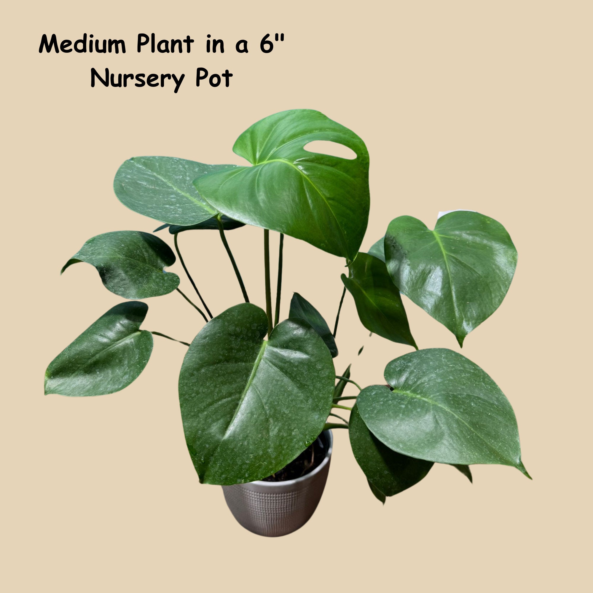 Monstera Deliciousa Live Indoor Plant, Easy Care Low Light Houseplant ...
