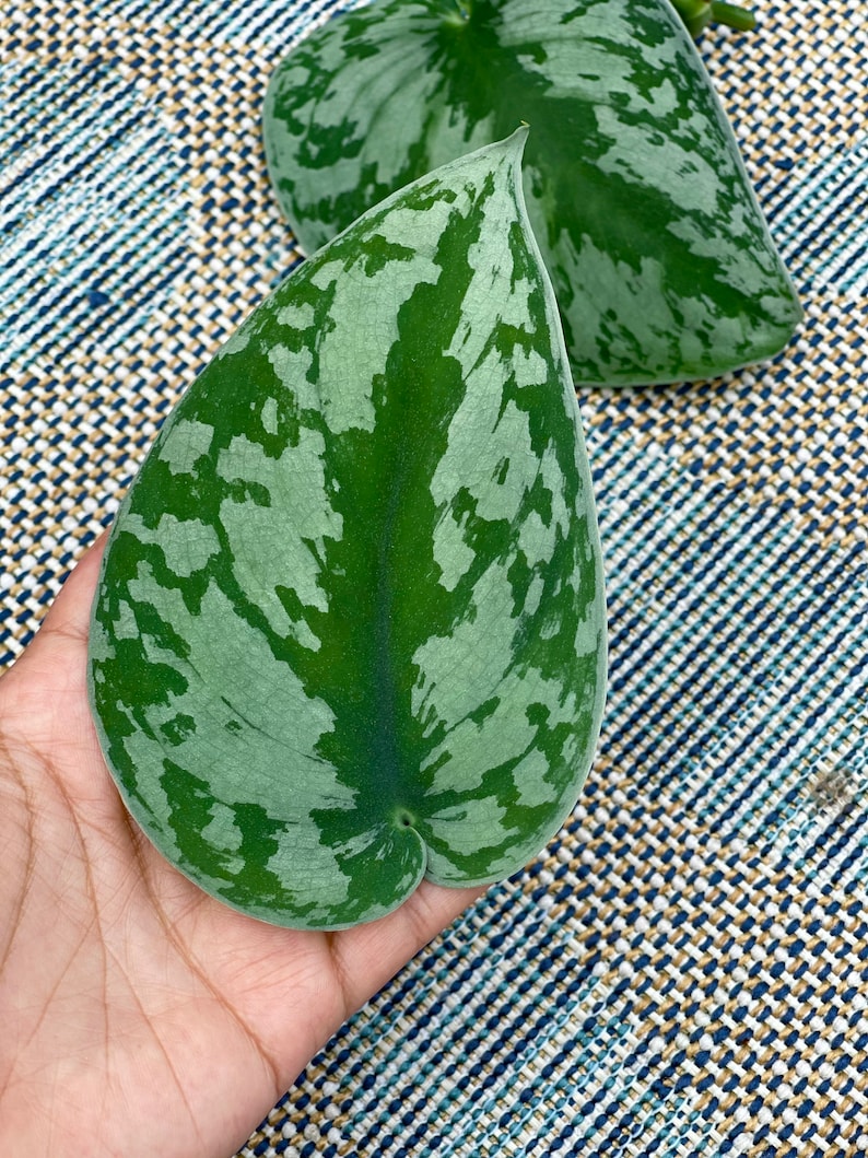 Scindapsus Silver Exotica RARE Indoor Vining Plant Easy Care - Etsy