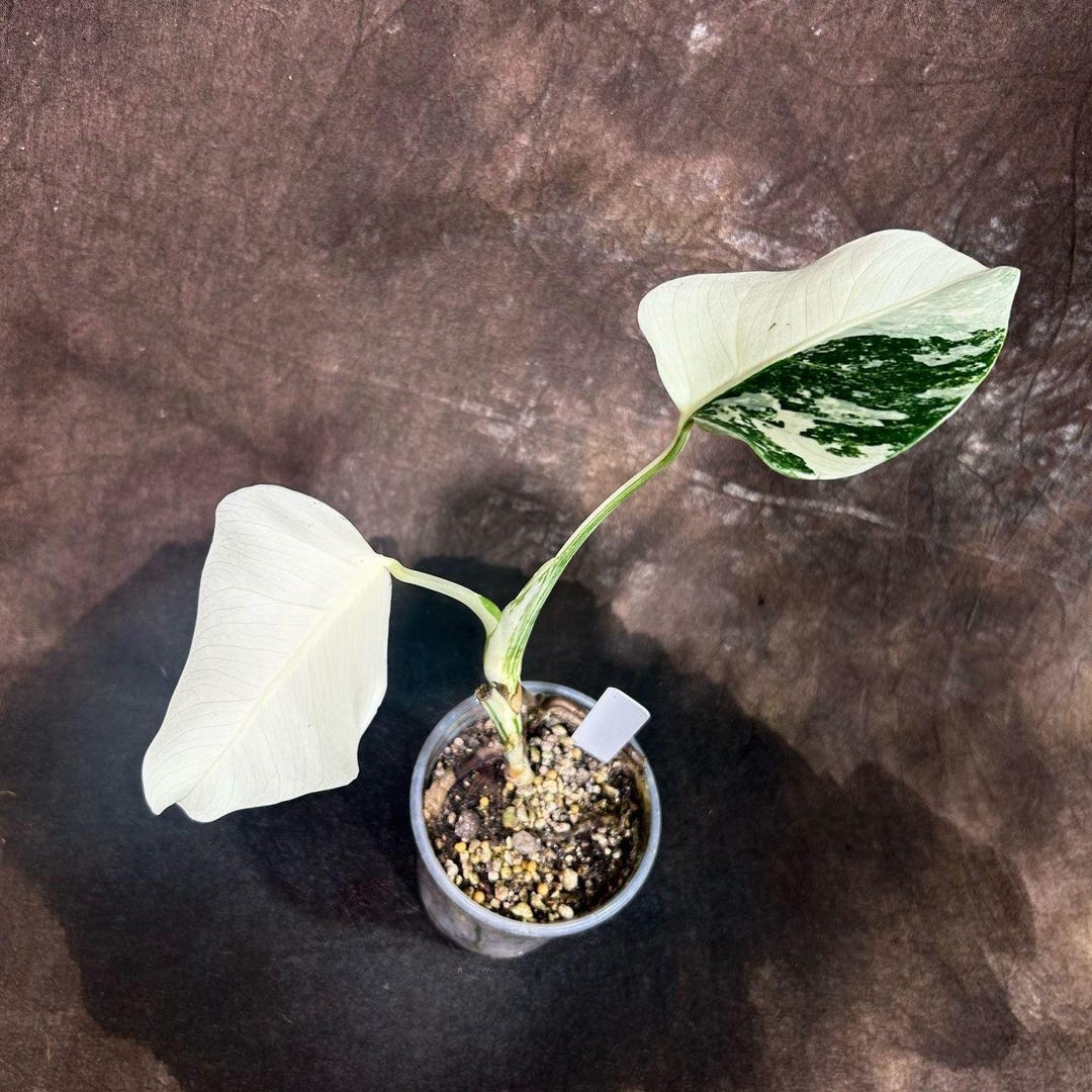 Variegated Monstera Albo Plant - Rare Indoor White Monstera Borsigiana ...