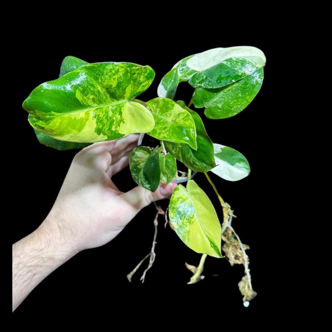 Variegated Burle Marx Philodendron Plant in a Nursery Pot Indoor ...