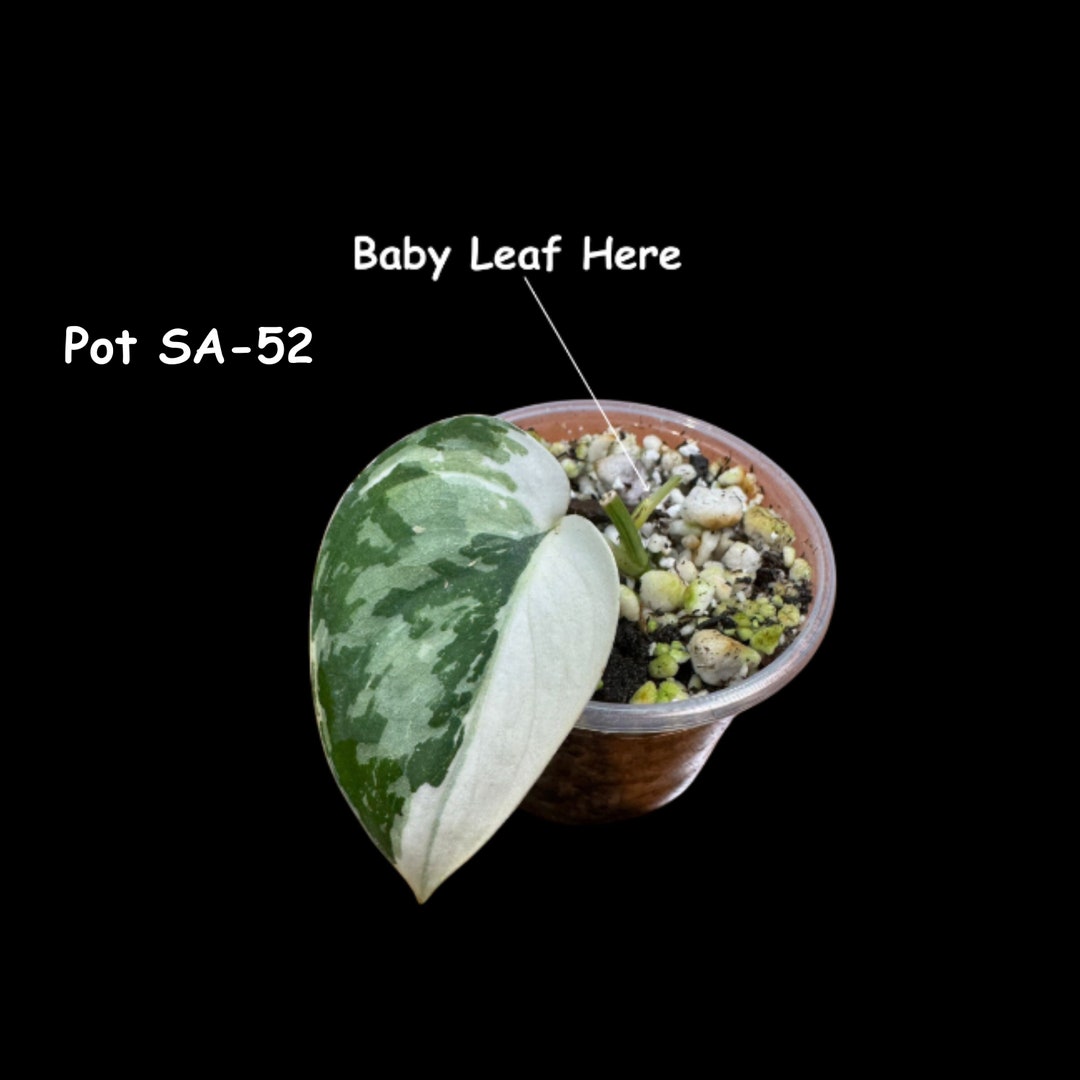 Scindapsus Mayari Variegated Extremely RARE Variegated Mayari Cutting ...