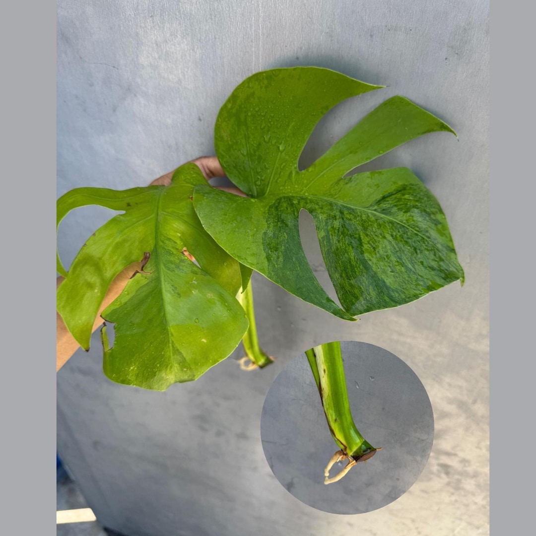 Super Rare Monstera Green on Green EXACT Cutting - Variegated Monstera ...