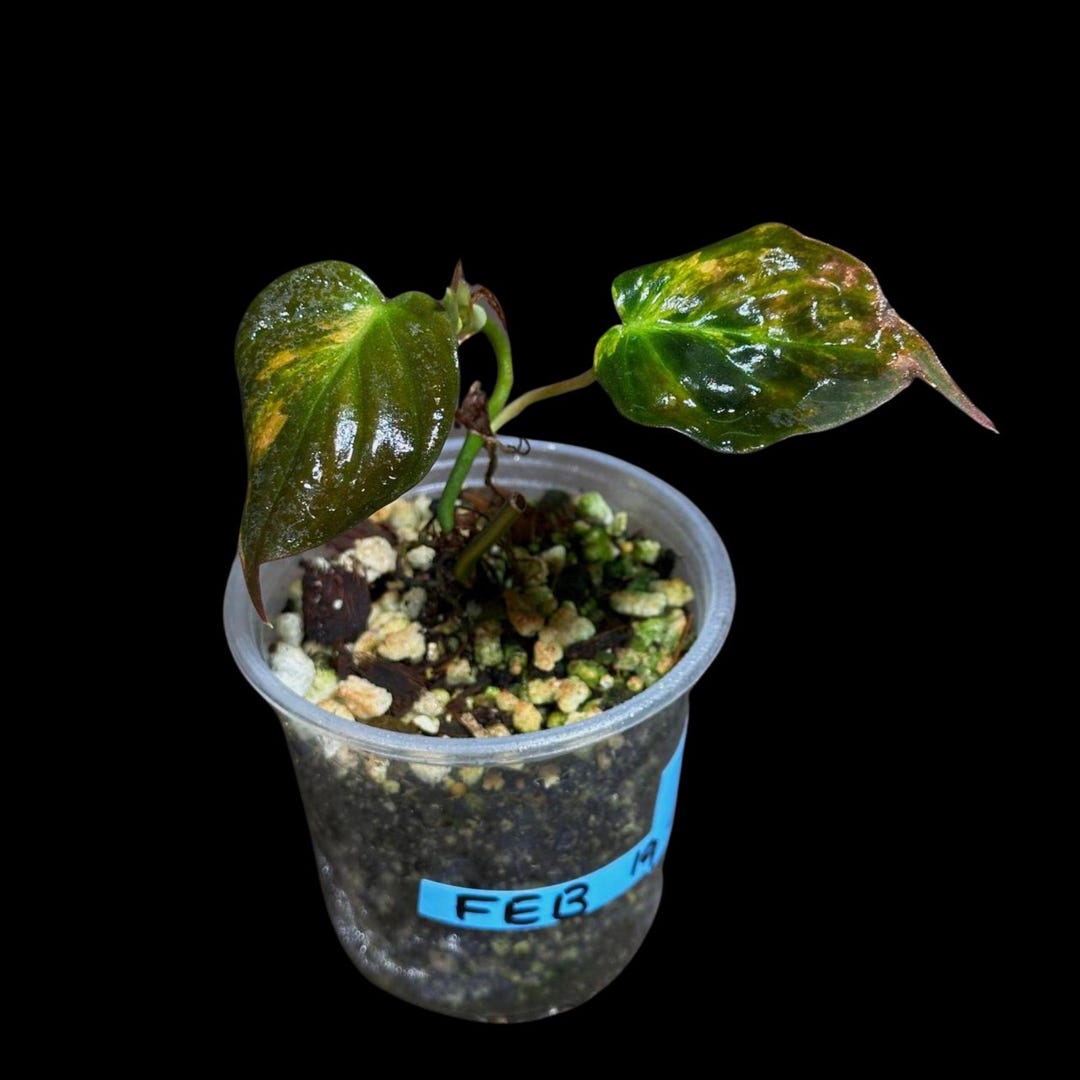 Rare Variegated Philodendron Mican Aurea in a Nursery Pot - Rare ...