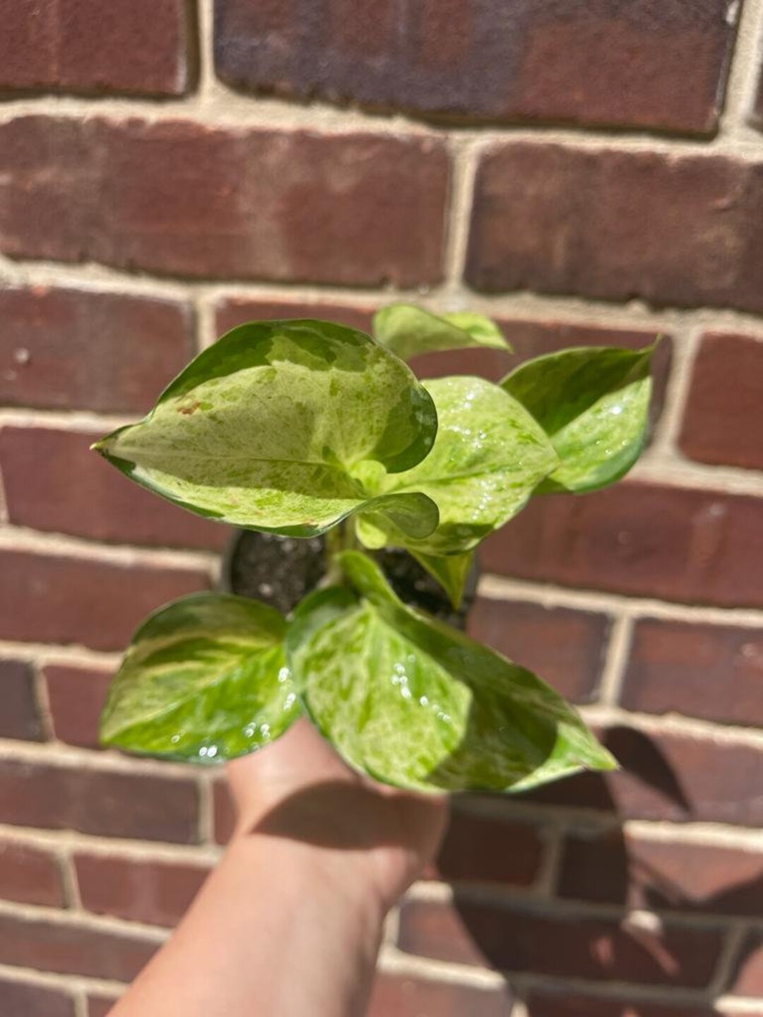 Very RARE High Variegated Manjula Pothos Manjula Indoor - Etsy