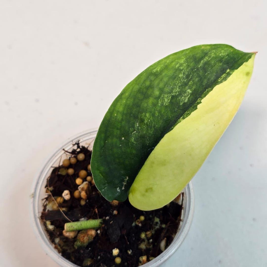 Variegated Scindapsus Pictus 'jade Satin' - Rare Collector Plant - SAME ...