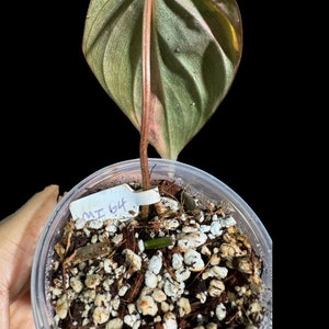 Rare Variegated Philodendron Mican Aurea in a Nursery Pot Variegated ...
