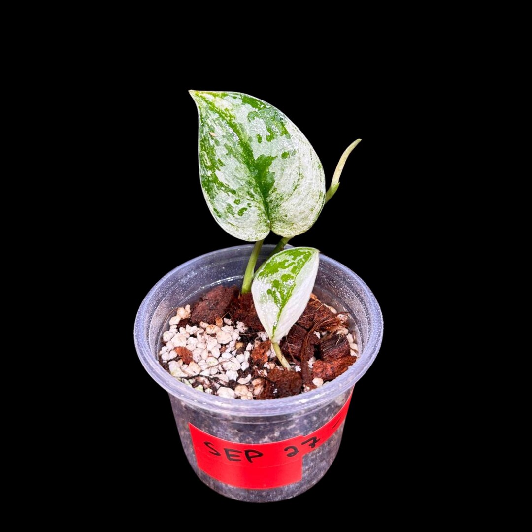 Scindapsus Mayari Variegated in a Nursery Pot Rare Scindapsus Single ...