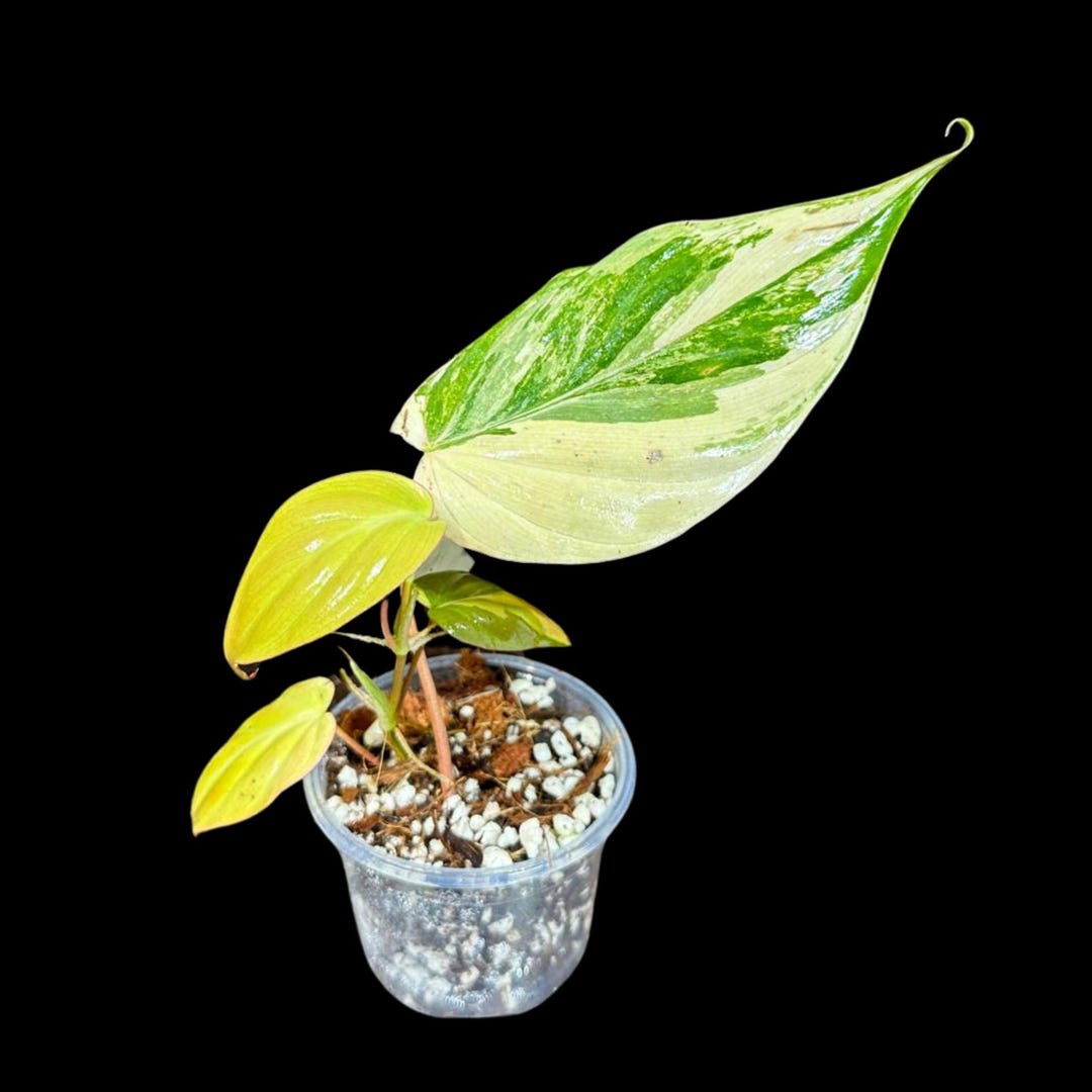 Rare Variegated Philodendron Mican Aurea in a Nursery Pot - Mican Aurea ...