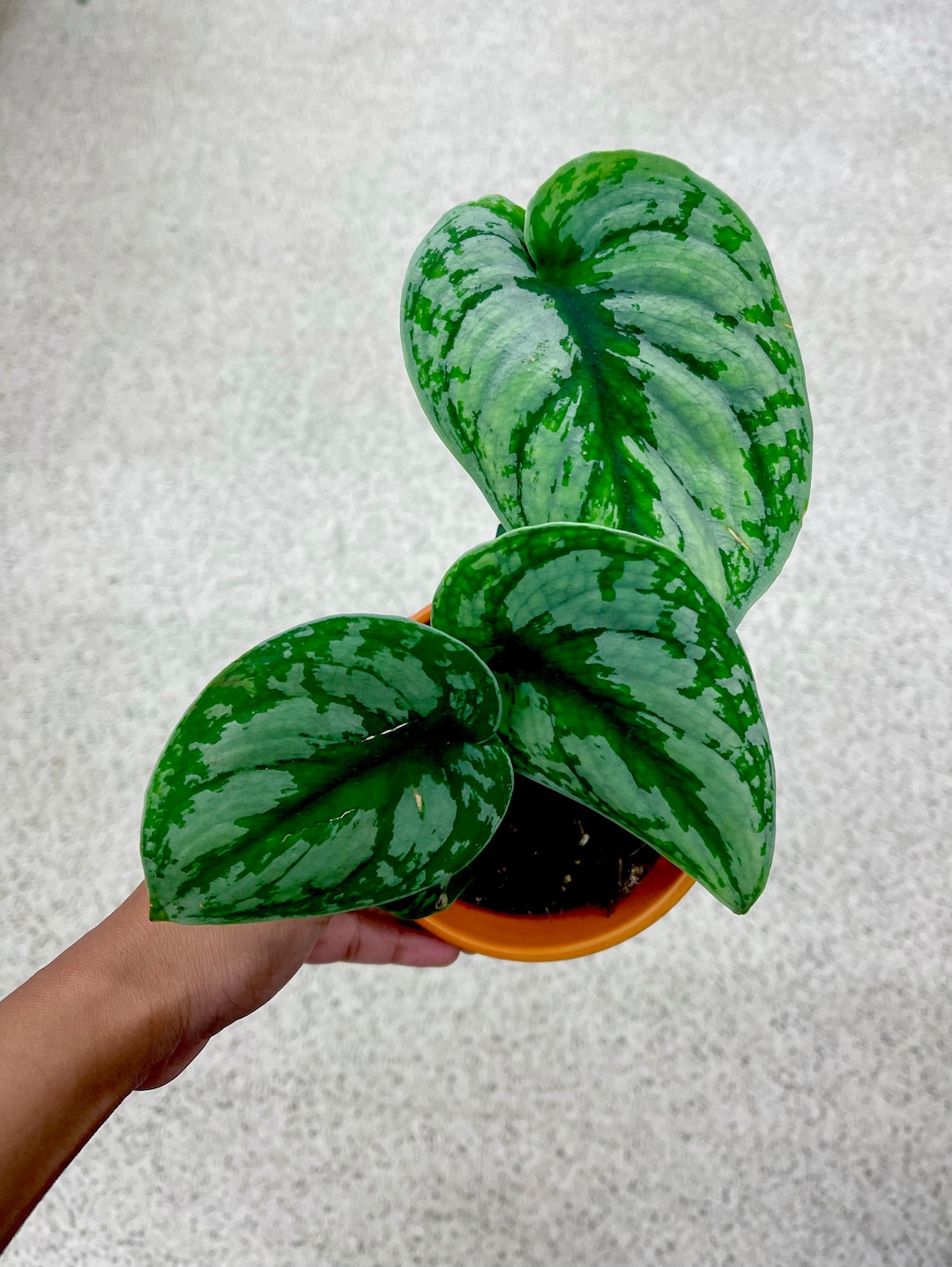 Scindapsus Silver Exotica Plant - Rare Vining Indoor Plant - Easy Care ...