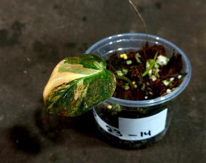 Rare Variegated Philodendron Mican Aurea in a Nursery Pot - Rare ...