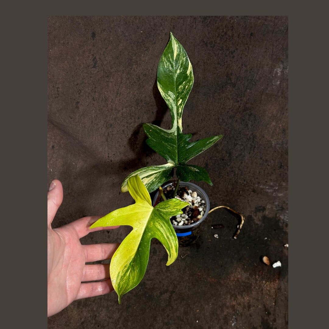 Variegated Philodendron Florida Beauty in a Nursery Pot - Extremely ...