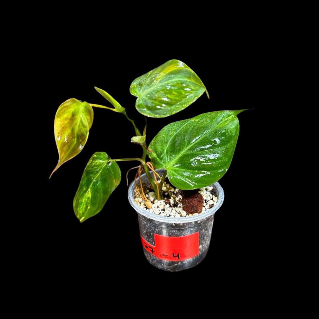 Rare Variegated Philodendron Mican in a Nursery Pot US SELLER SAME ...