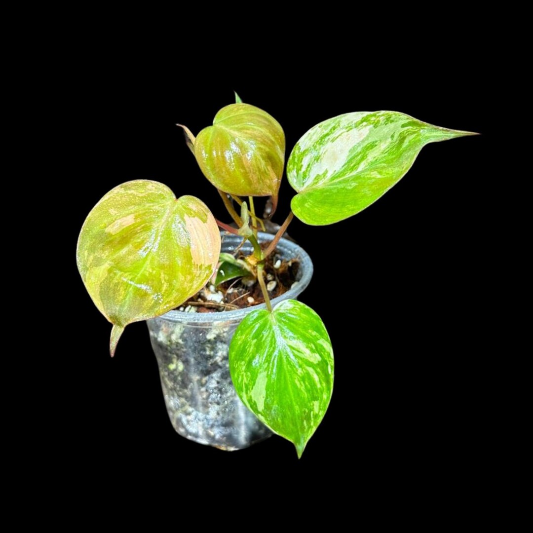 Rare Variegated Philodendron Mican Aurea in a Nursery Pot Variegated ...