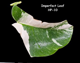 Highly Variegated Monstera Albo Cutting White Monstera Albo SAME Plant ...
