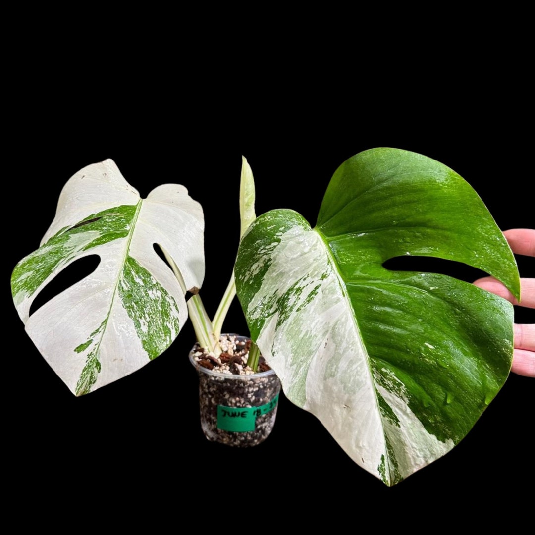 Variegated Monstera Albo Plant - Rare Indoor White Monstera Albo ...