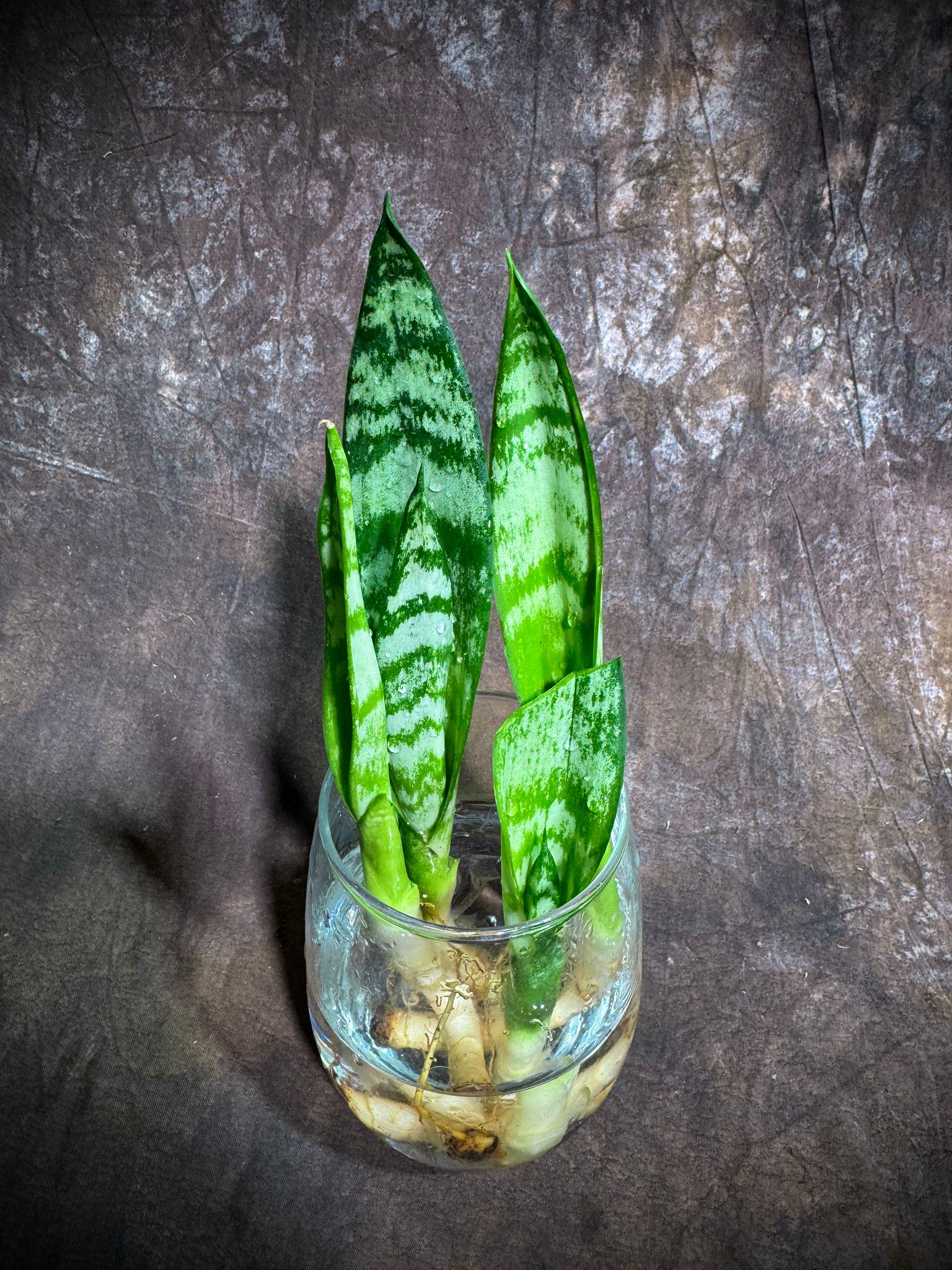 Sansevieria Zeylanica Baby Plant Cut - 2" Green Snake Plant Starter ...