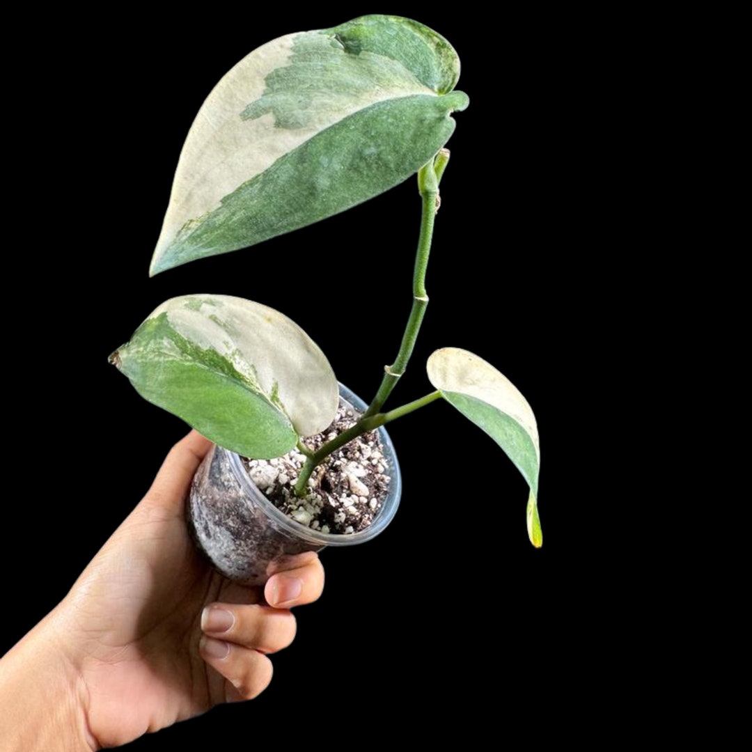 Scindapsus Jade Satin Variegated Variegated Scindapsus Potted Plant ...
