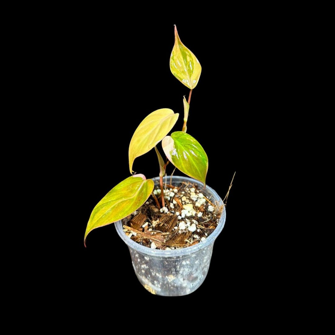 Rare Variegated Philodendron Mican Aurea in a Nursery Pot Variegated ...