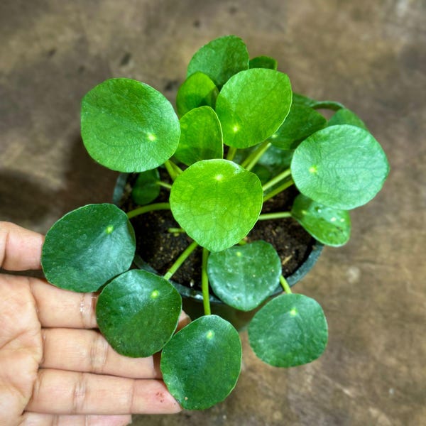Copper House Plants - Etsy