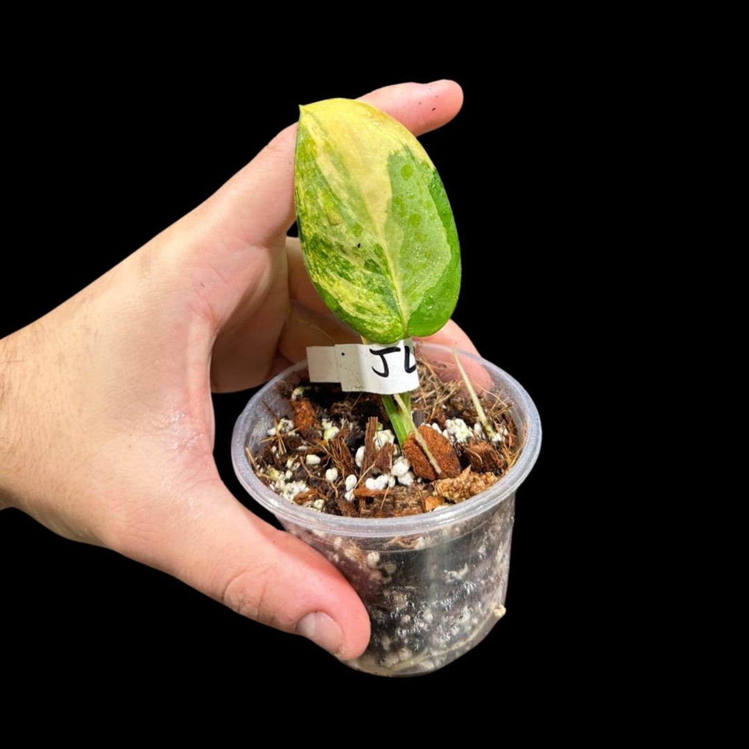 Scindapsus Jade Satin Variegated Scindapsus Single Leaf Potted Plant ...