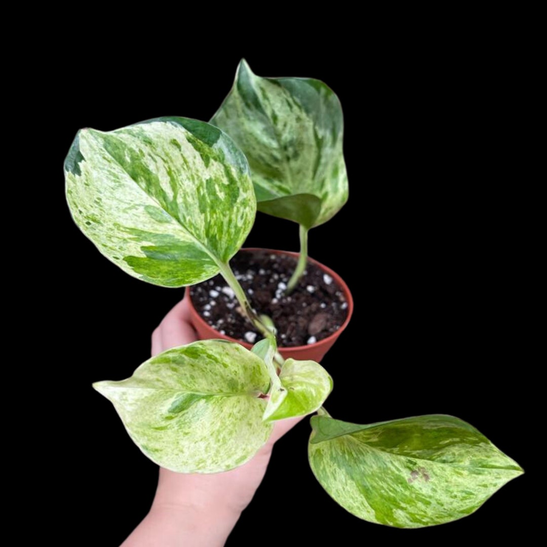 RARE Variegated Manjula Pothos - Manjula Indoor Plant - Epipremnum ...