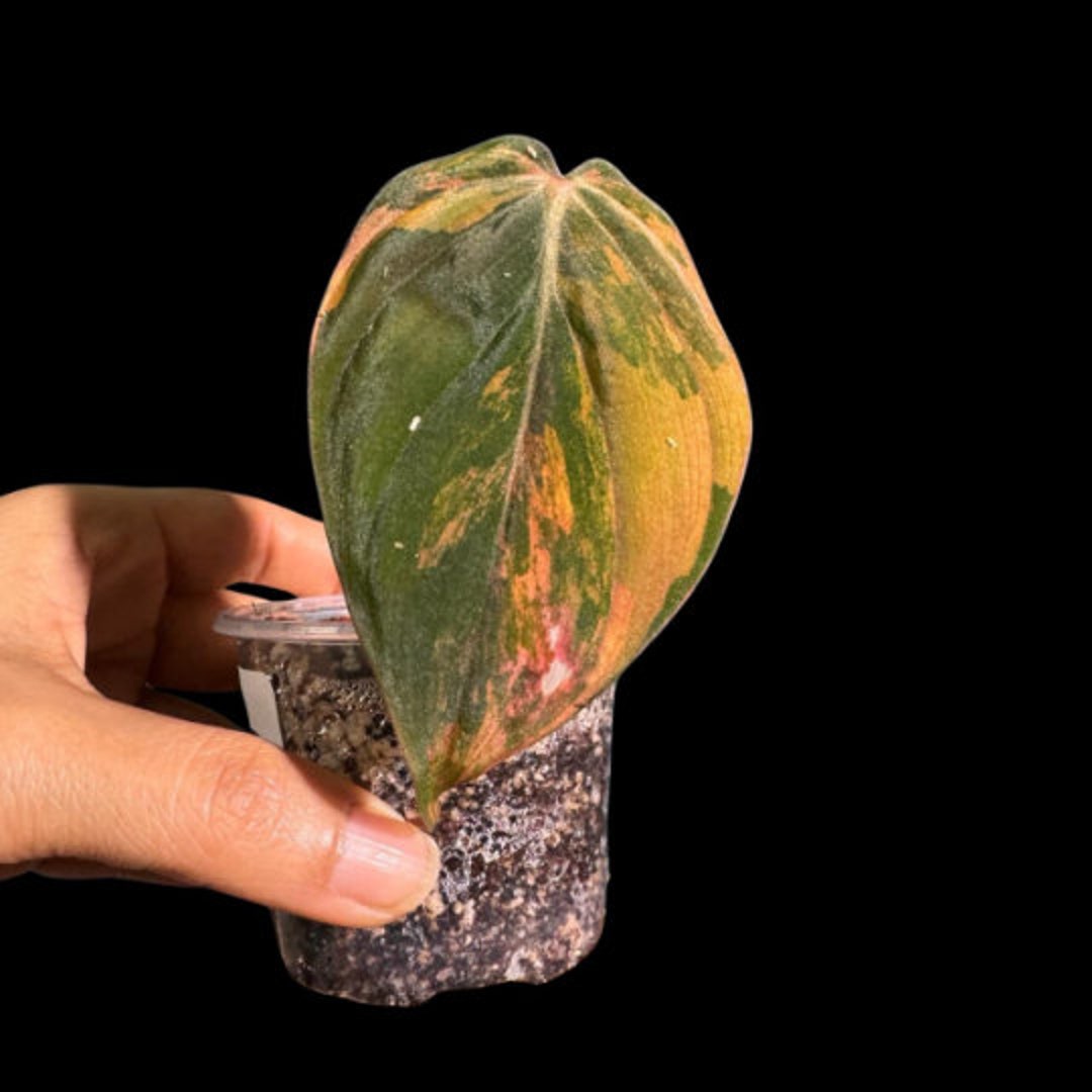 Rare Variegated Philodendron Mican Aurea in a Nursery Pot Variegated ...