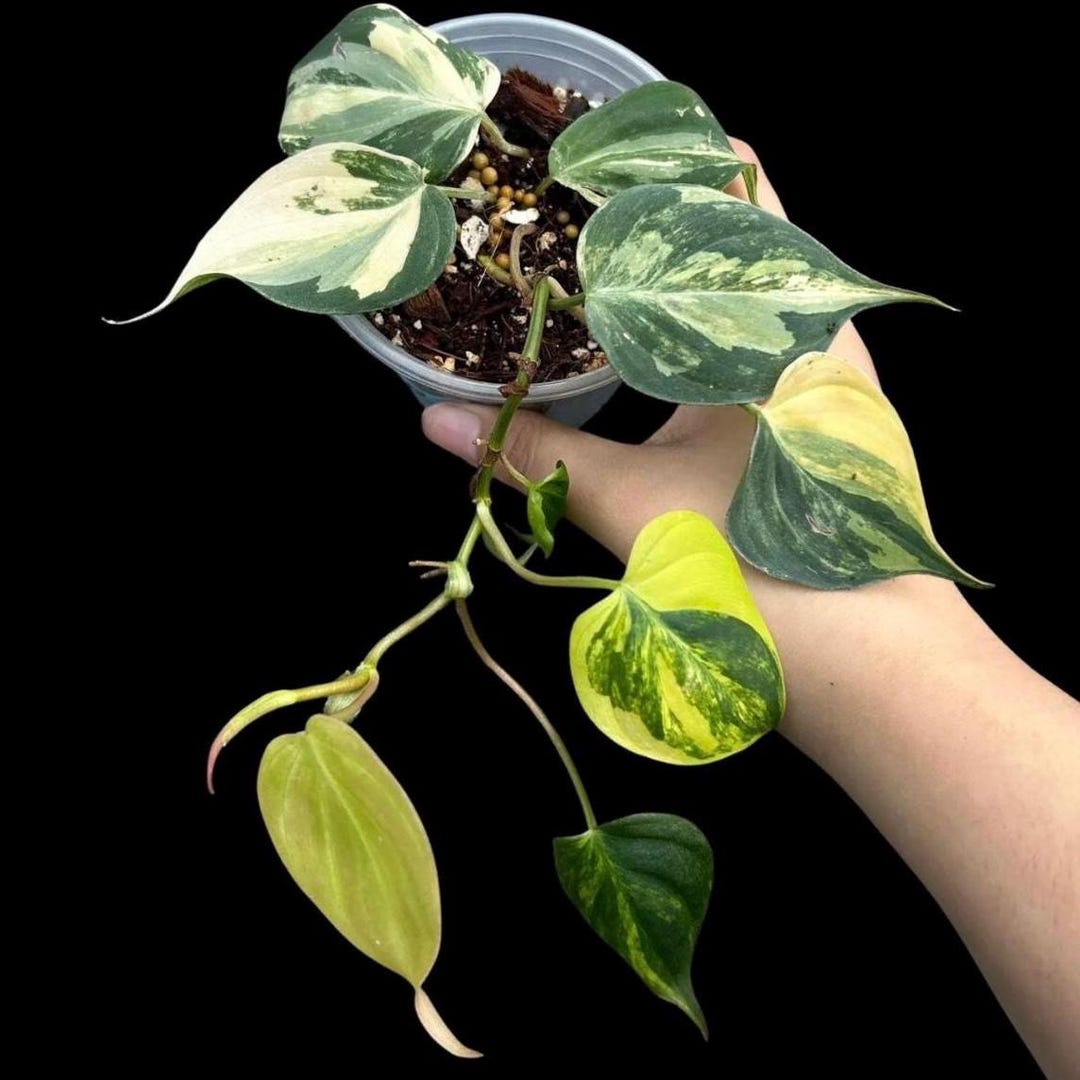 Super Rare Variegated Philodendron Mican Aurea - Collector's Aroid ...