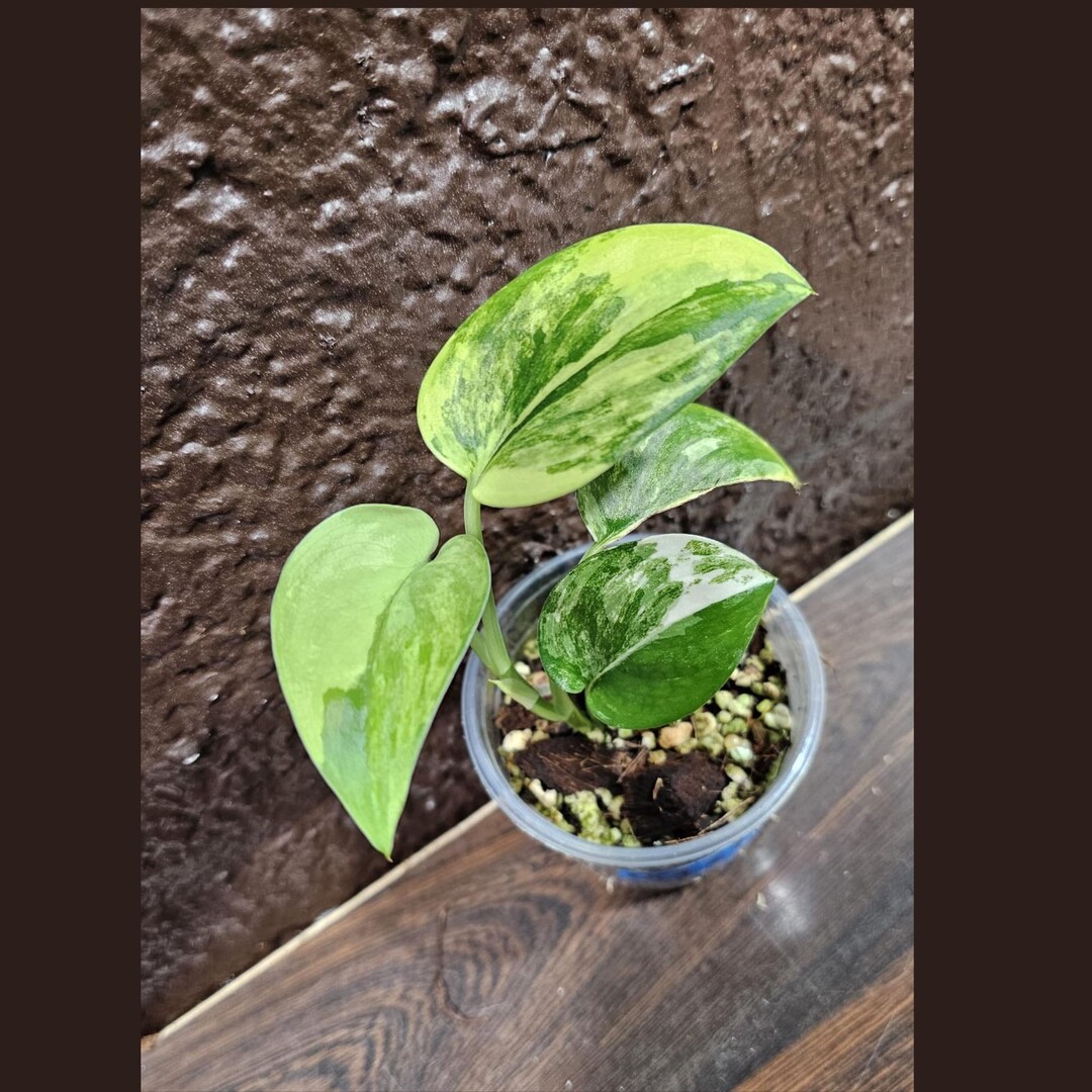 Variegated Scindapsus Jade Satin in a Nursery Pot Scindapsus Potted ...