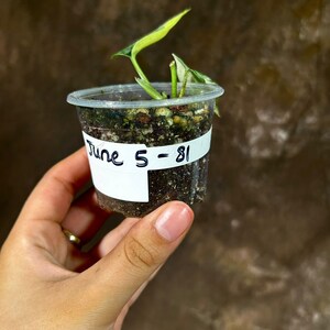 Scindapsus Mayari Variegated in a Nursery Pot | Rare Scindapsus Single ...