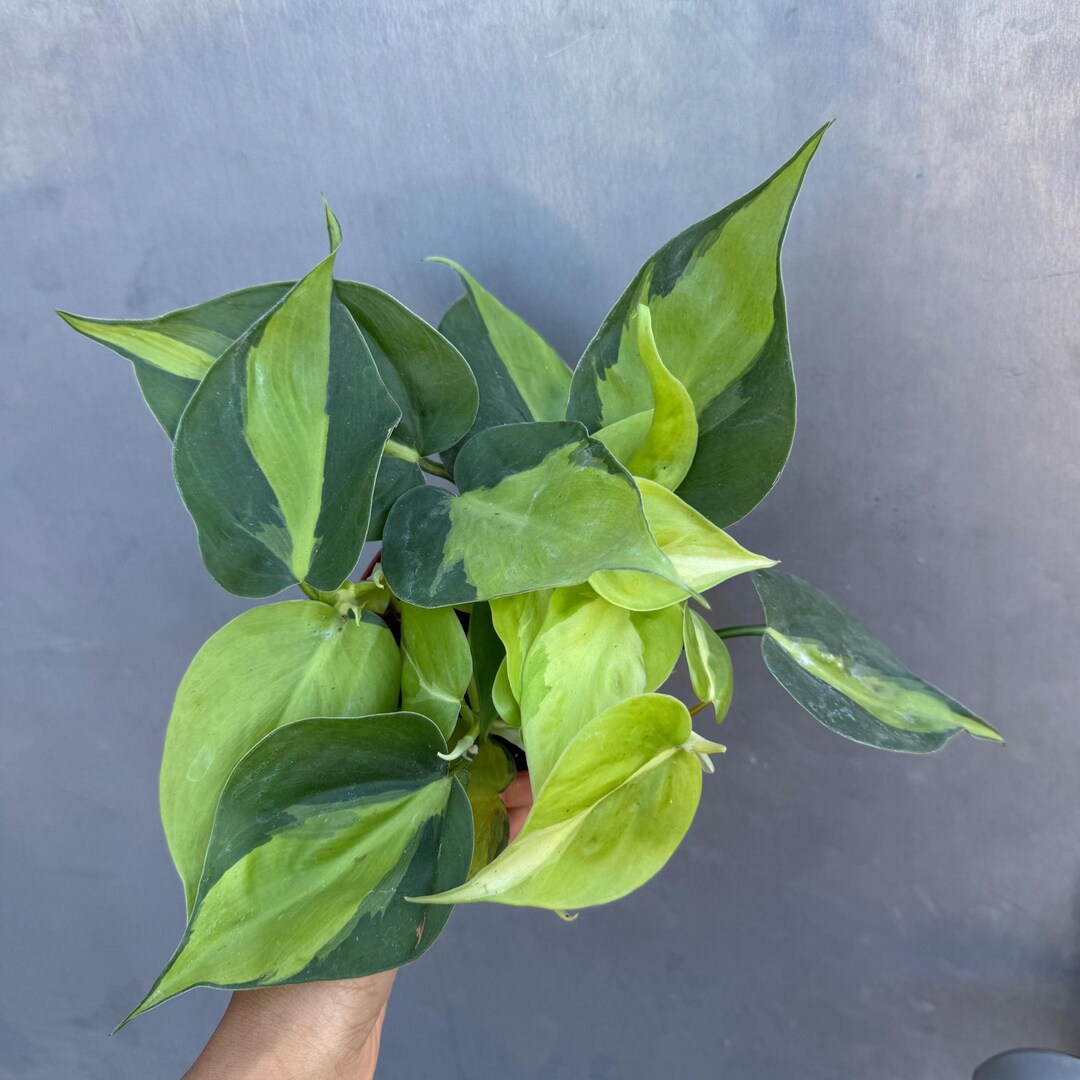 Rare Brazilian Philodendron in 4" Nursery Pot- Philodendron Brazil ...