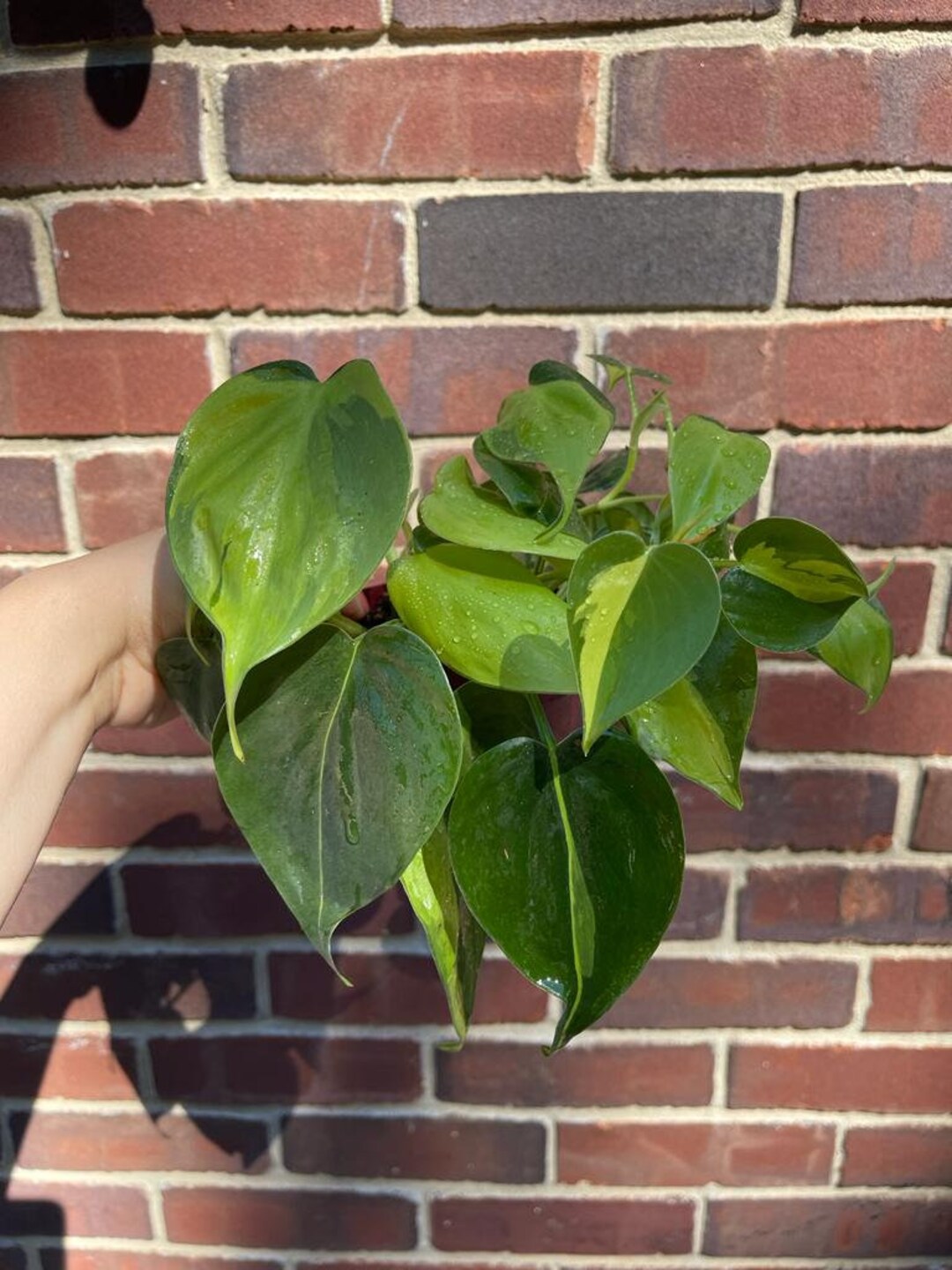 Rare Brazilian Philodendron Mature Vines in 4" Pot- Philodendron Brazil ...