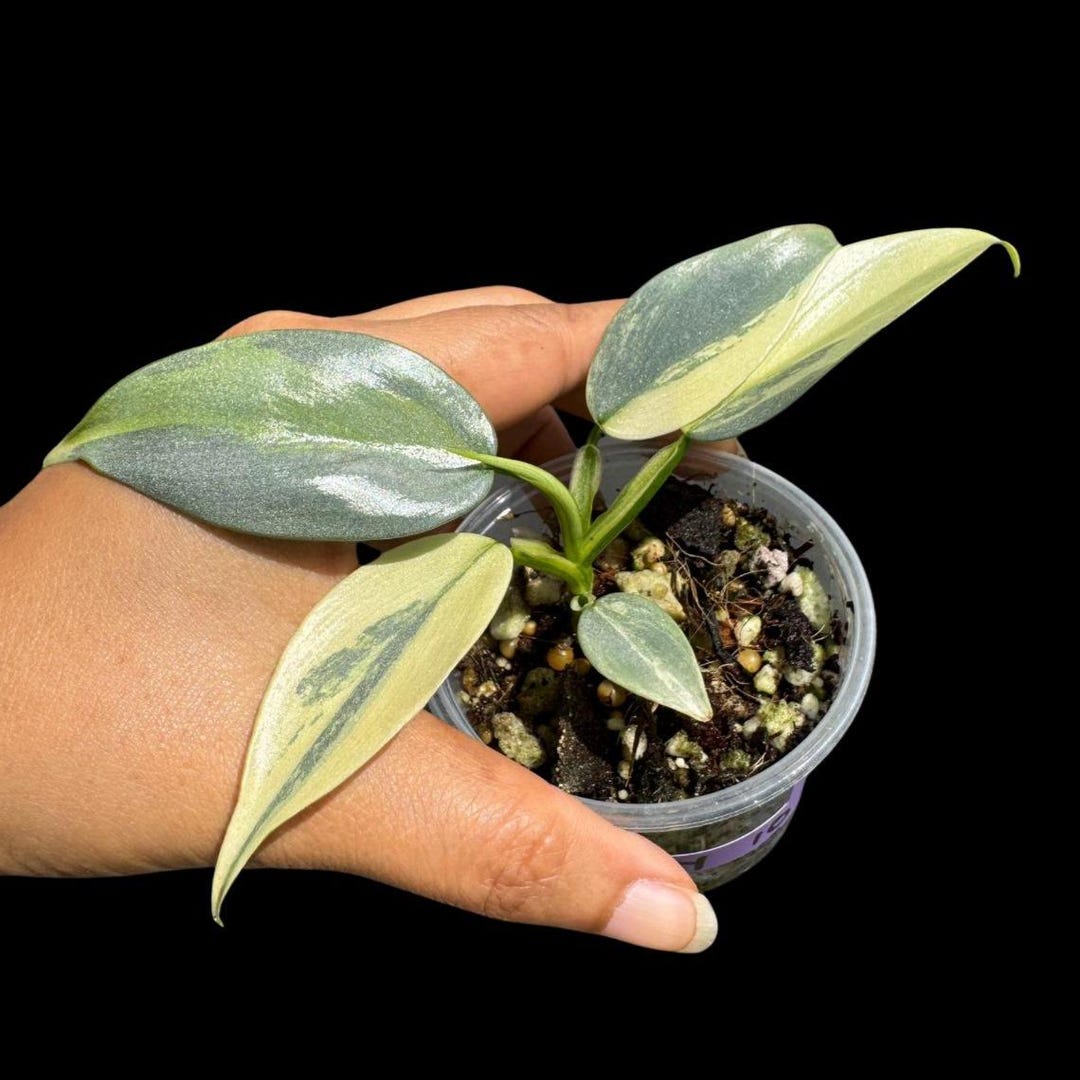 Super Rare Philodendron Silver Sword Variegated Plant - Collectors ...