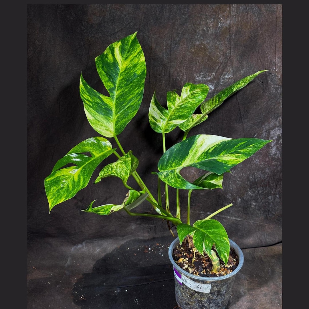 Epipremnum Yellow Flame Rare Exact Plant - Golden Flame Pinnatum ...