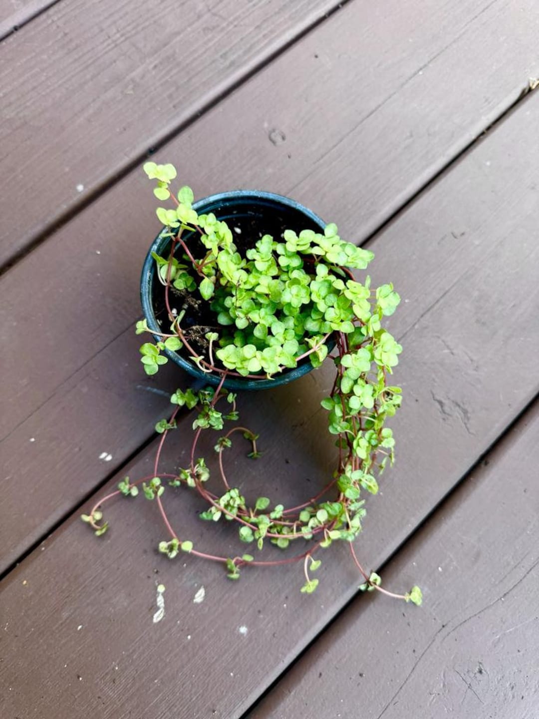 Biblical Job's Tears Plant - Blue Baby Tears in 4" Nursery Pot - Pilea ...
