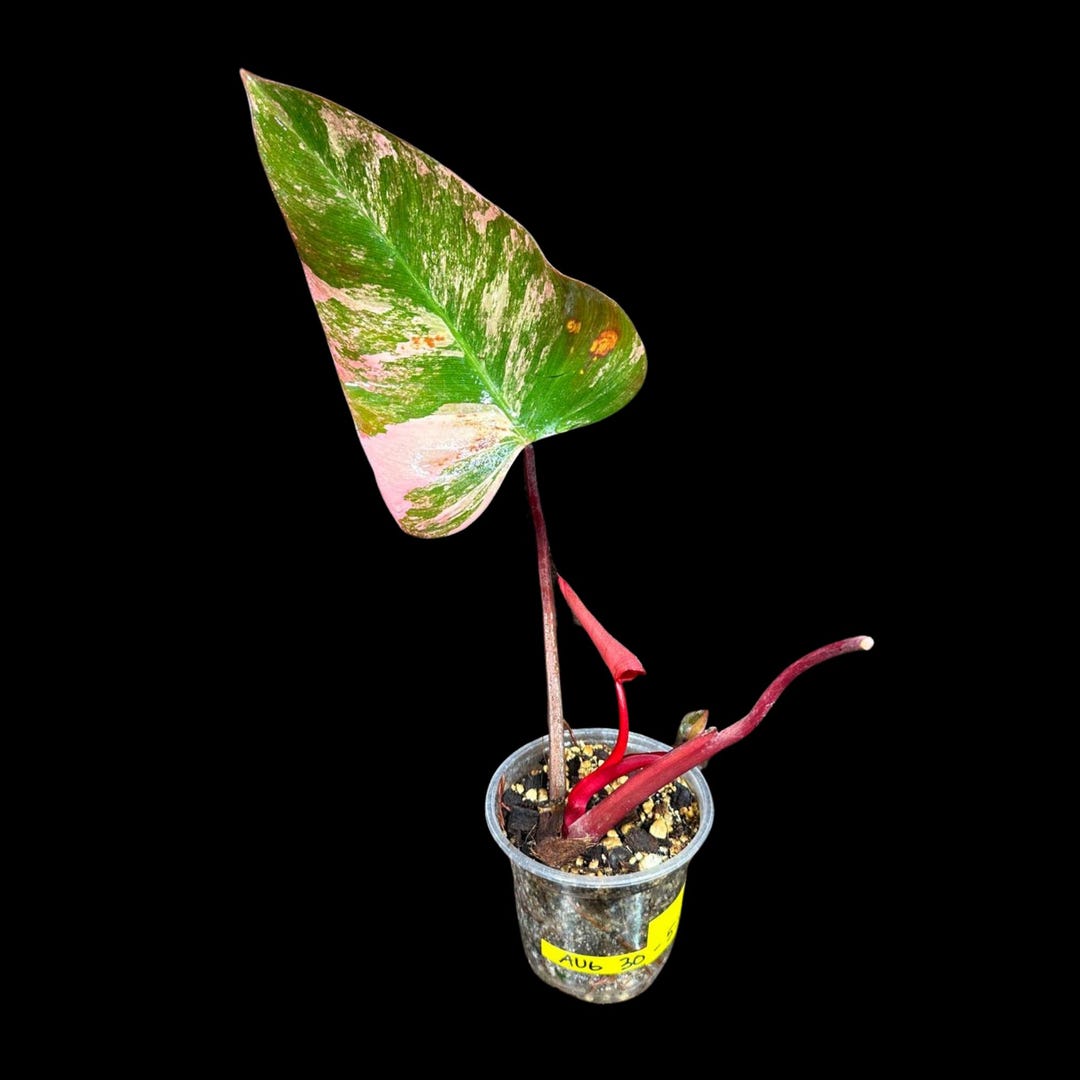Variegated Philodendron Strawberry Shake in a Nursery Pot Strawberry ...