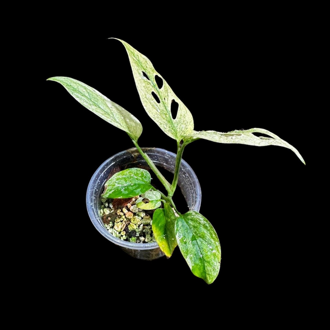 Variegated Monstera Adansonii Mint Rare Monstera Adansonii Mint ...