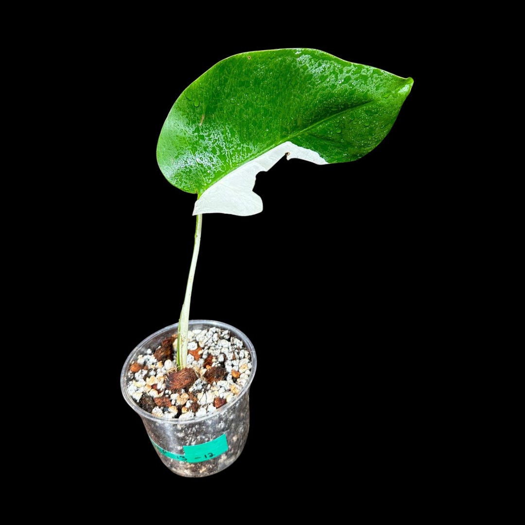 Variegated Monstera Albo Plant - Rare Indoor White Monstera Albo ...