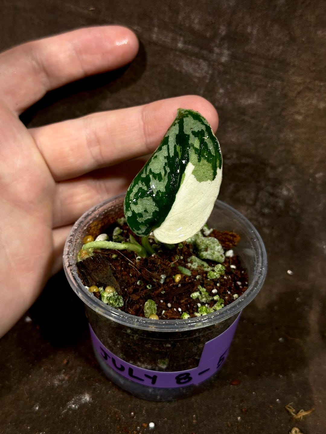 Scindapsus Mayari Variegated Live Plant - Rare Aroid in Nursery Pot ...