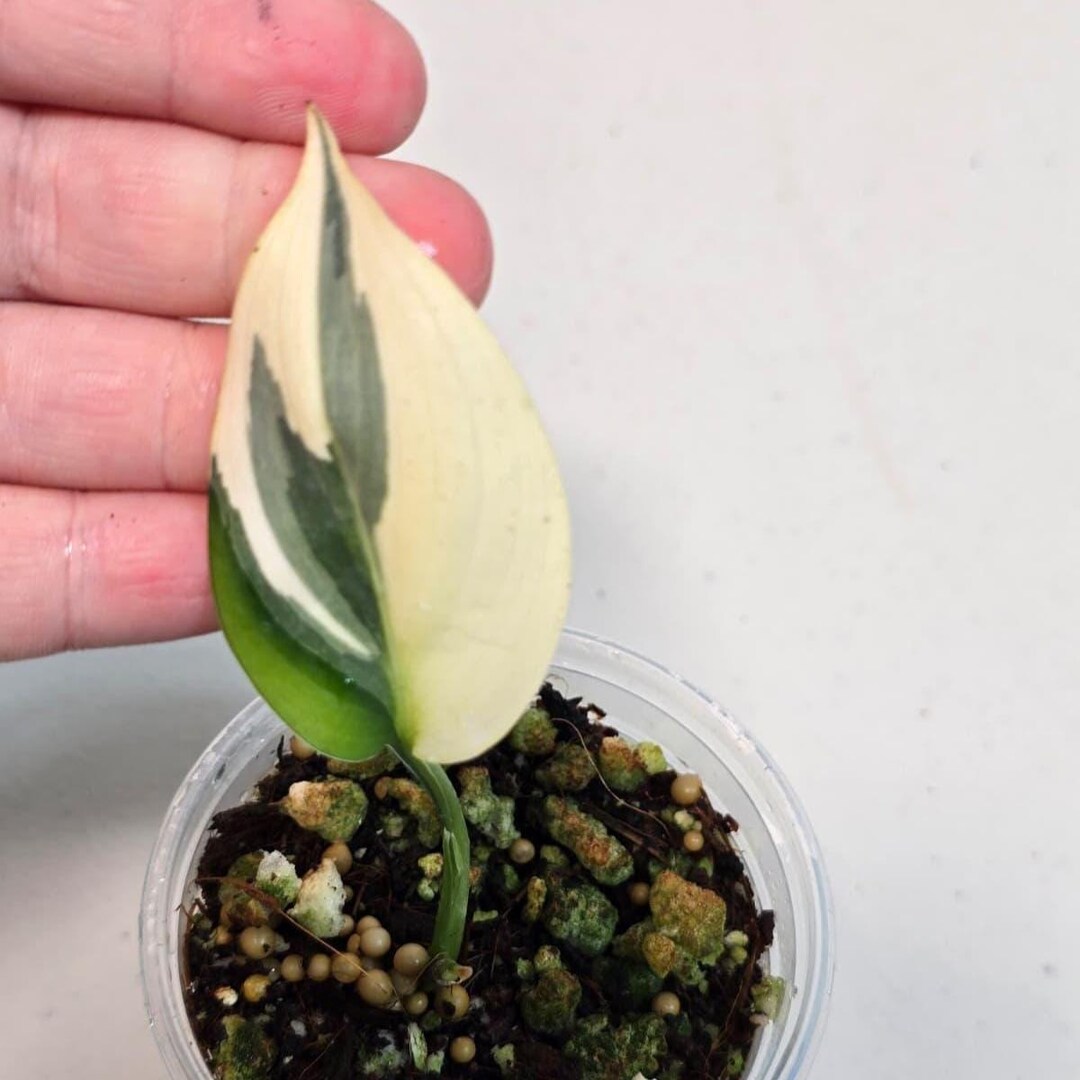 Super Rare Scindapsus Treubii ‘moonlight’ Albo - Variegated Collector ...