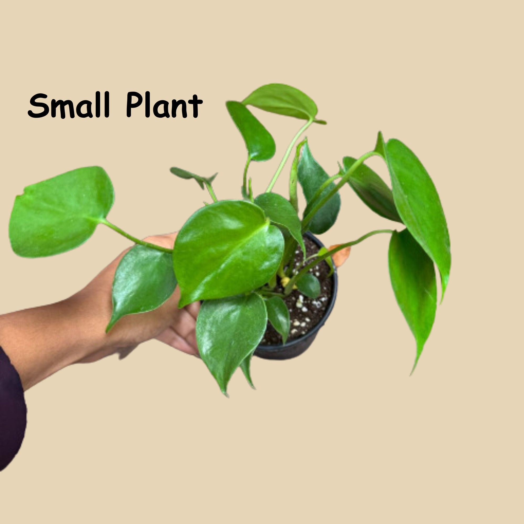 Monstera Deliciousa Live Indoor Plant, Easy Care Low Light Houseplant ...