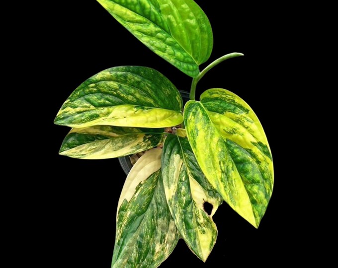 Variegated Monstera Peru Cuttings | Monstera Karstenianum Peru ...