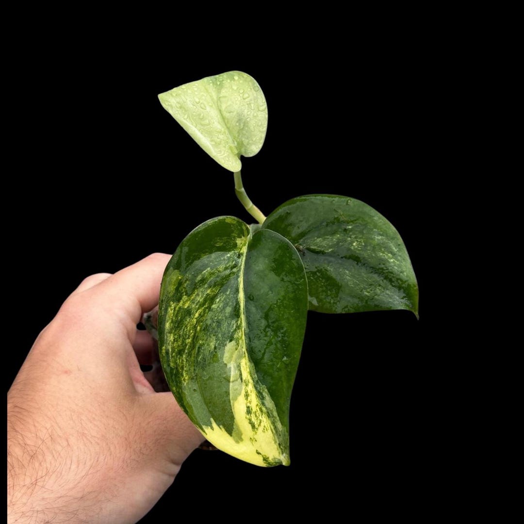 Variegated Scindapsus Pictus 'jade Satin' Plant in a Nursery Pot - Rare ...