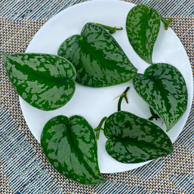 Scindapsus Usa Seller - Etsy