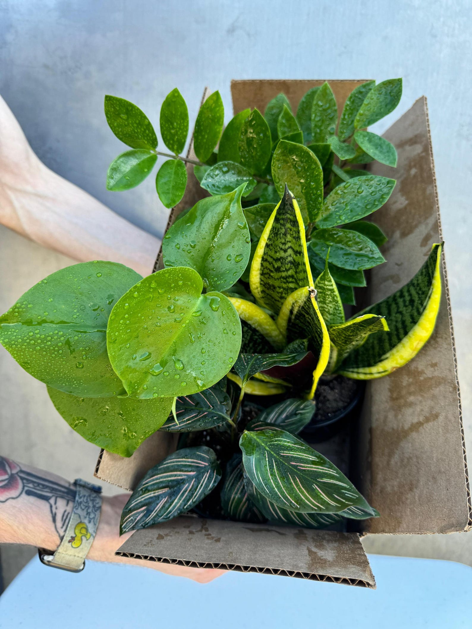 Live Indoor Plant Variety Pack in 4