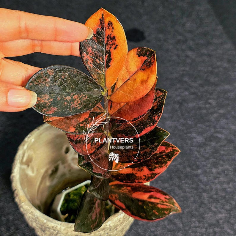 Rare Pink Variegated Raven ZZ Plant - Zamioculcas Zamiifolia Raven ...
