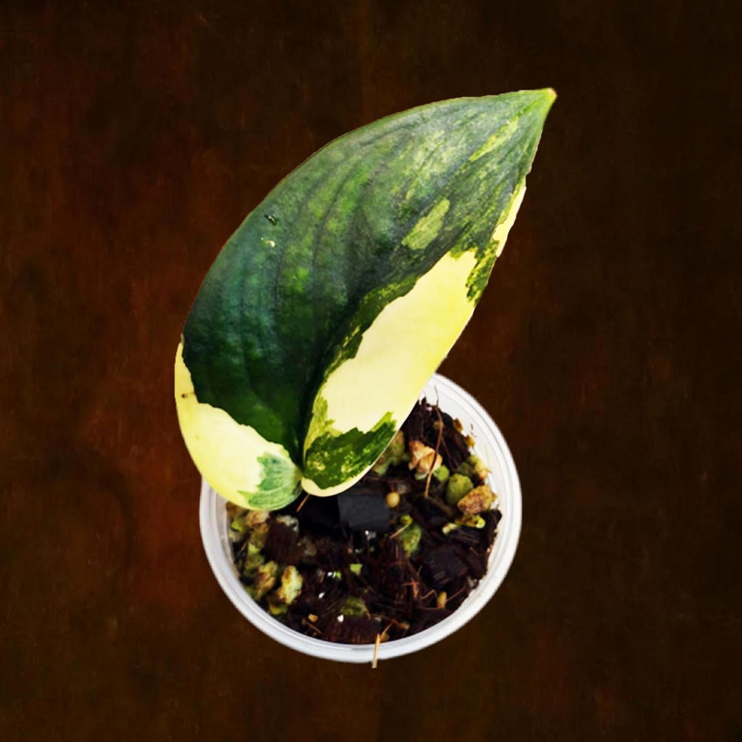 Variegated Scindapsus Pictus 'jade Satin' Plant in a Nursery Pot - Rare ...