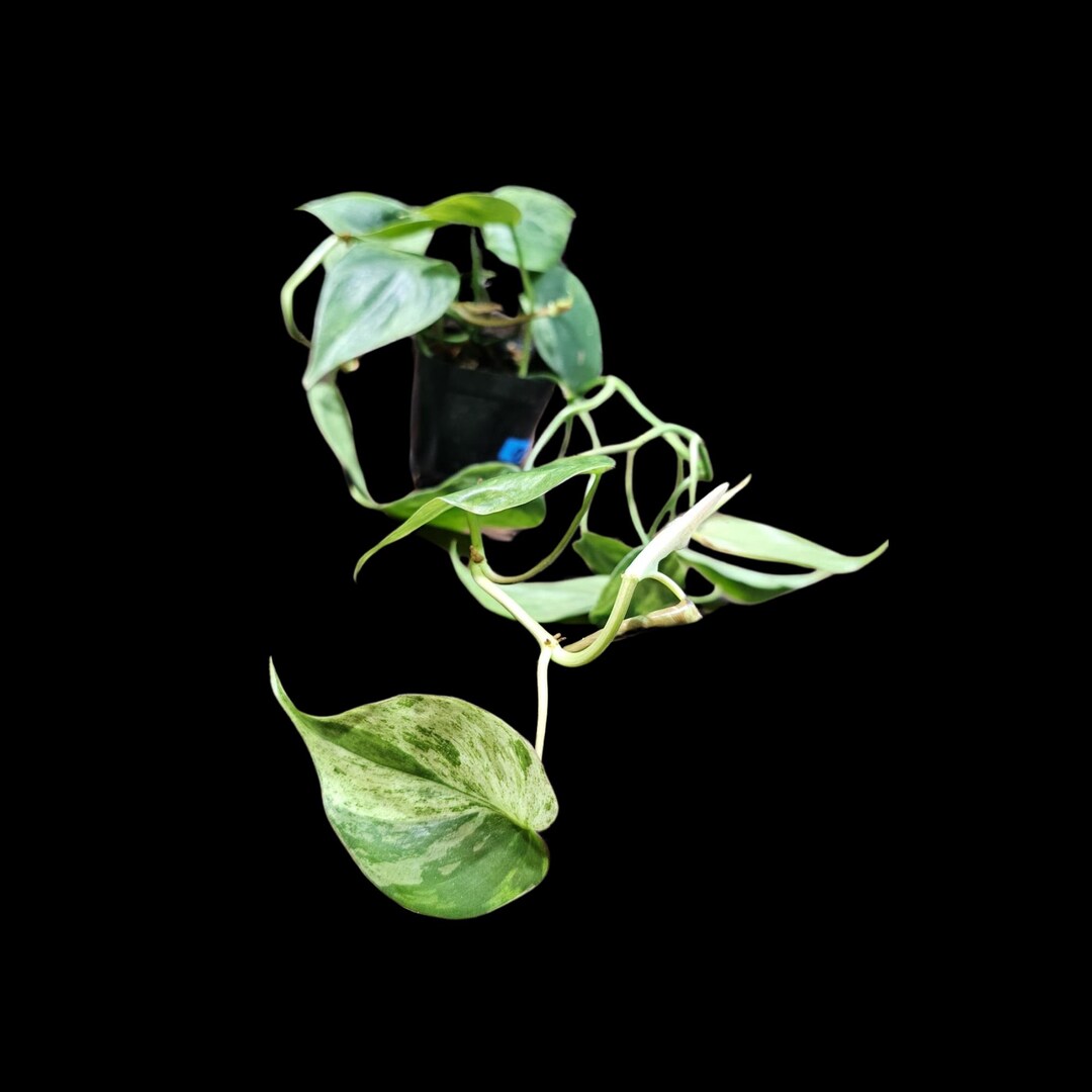 Rare Philodendron Cream Splash Plant in a Nursery Pot - Philodendron ...
