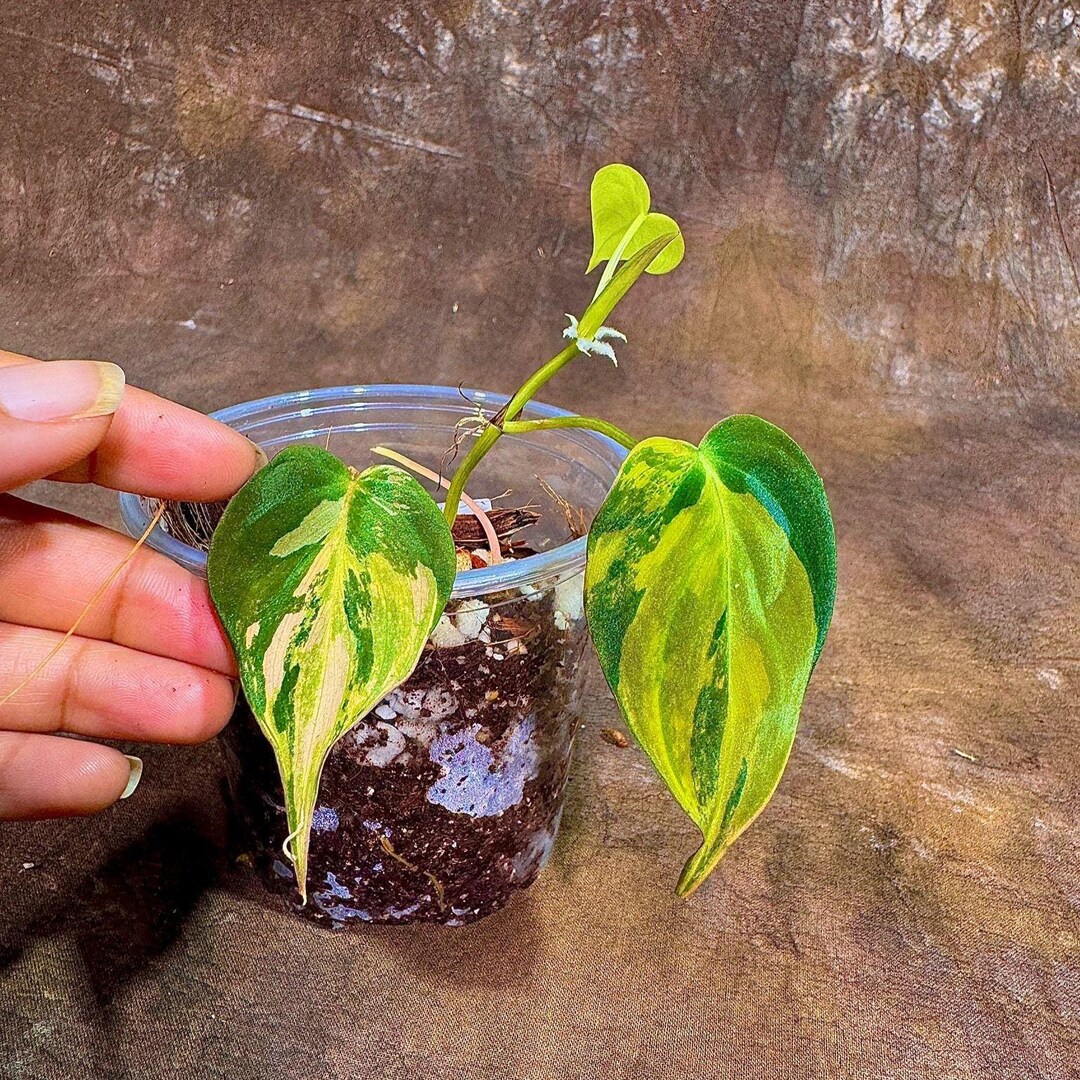 Rare Variegated Philodendron Mican Aurea in a Nursery Pot - Rare ...