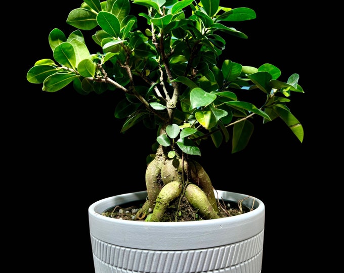 Dwarf Ficus Bonsai Tree as Shown Wired and Stand Included. Indoor ...